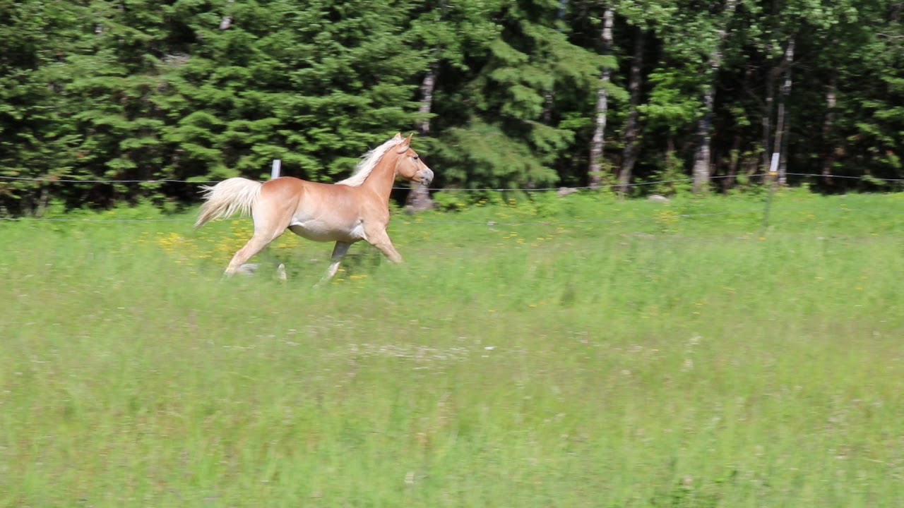 Without Compromise DNHF - Yearling colt 6-22-19 - YouTube