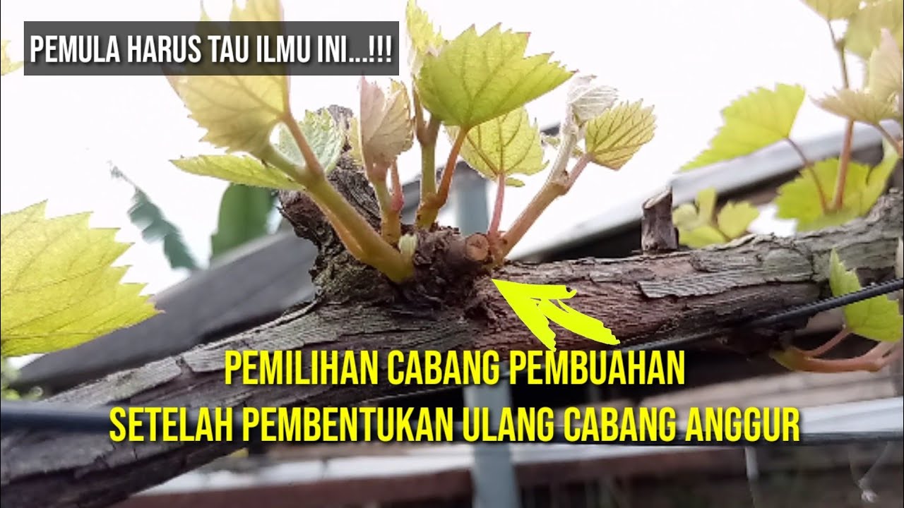 PENTING...Pemilihan Tersier Anggur Setelah Foundation Pruning ...