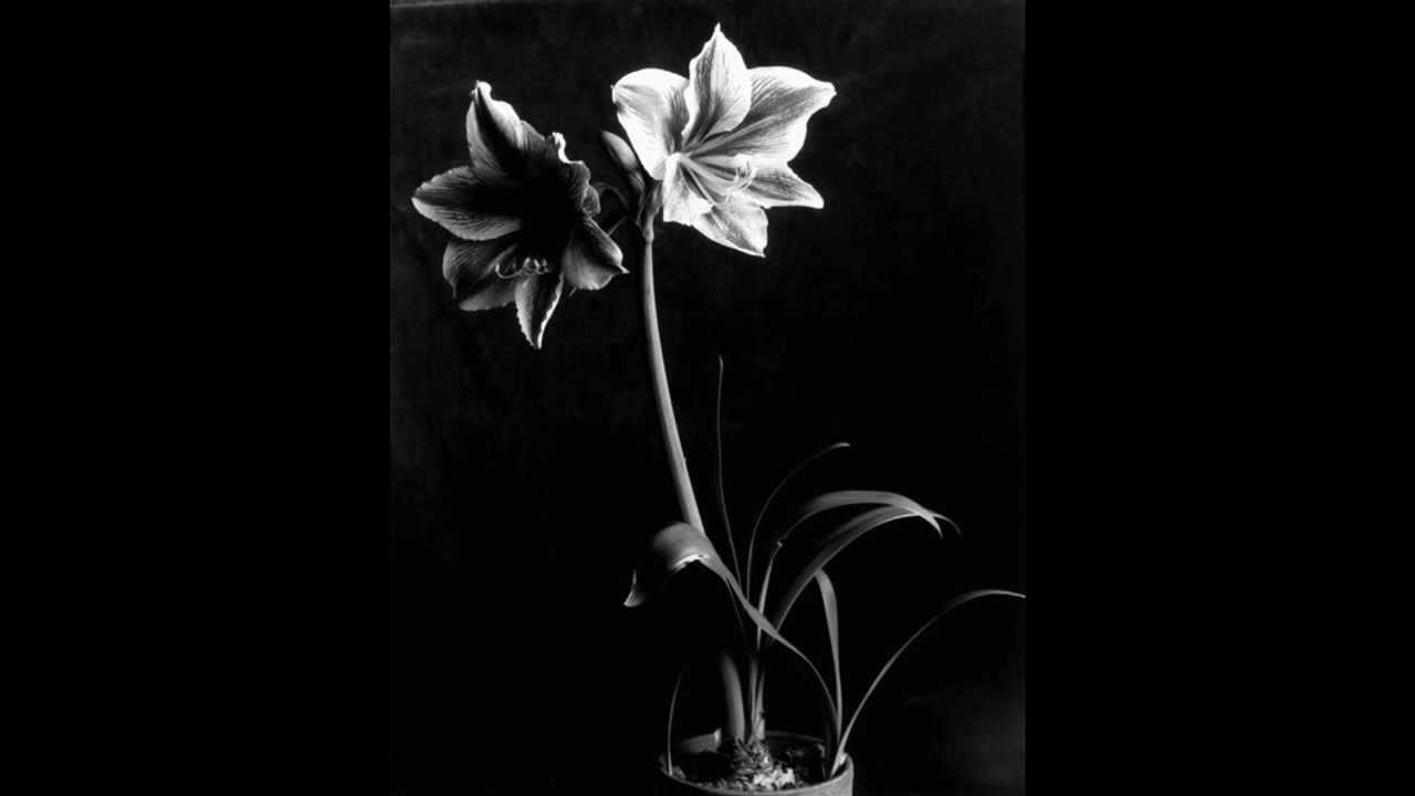 Imogen Cunningham - YouTube