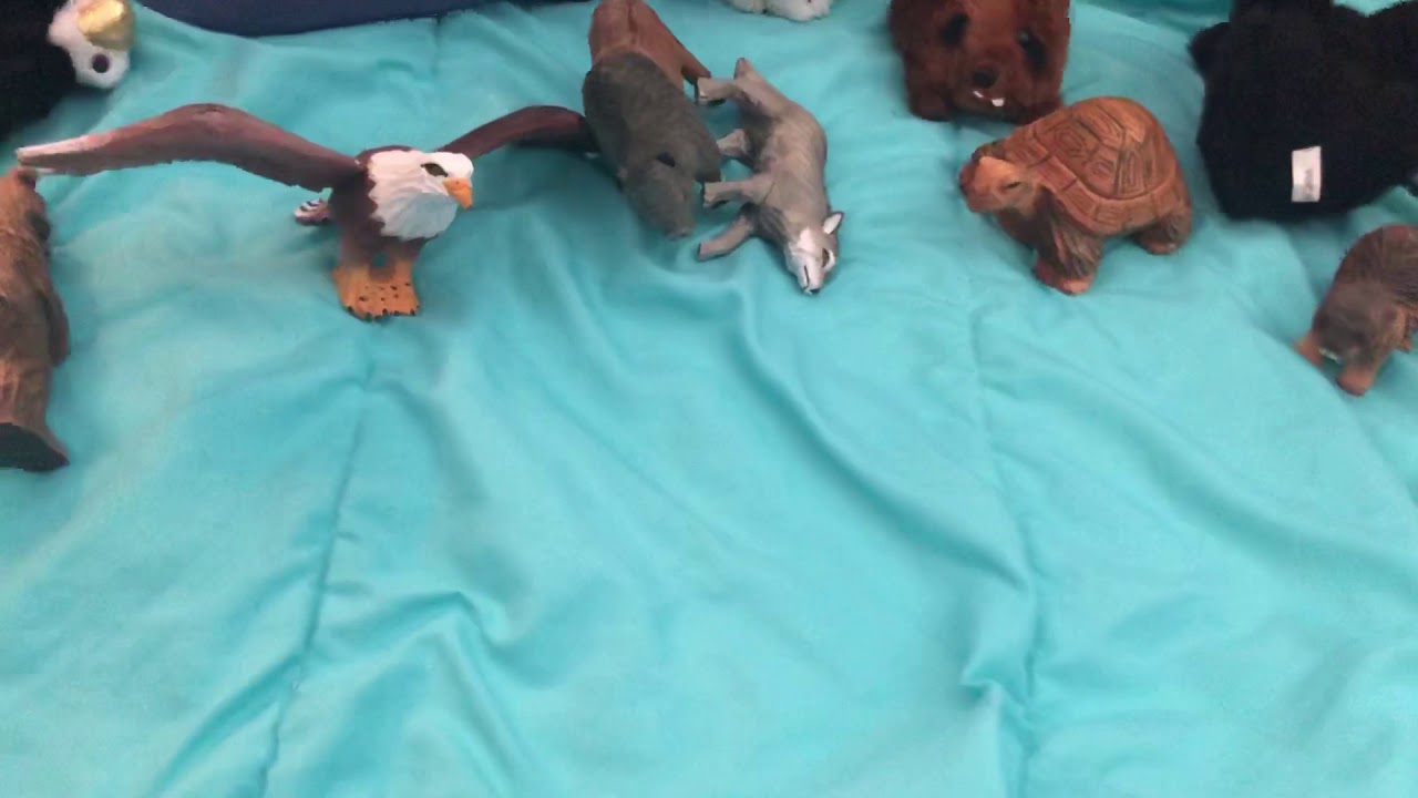 Cree lessons from home - 7 animals in Cree - YouTube