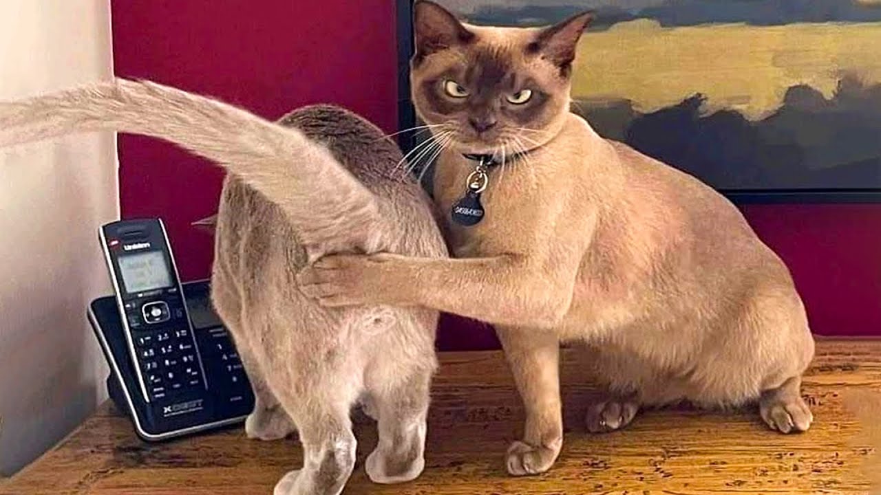Funny "Wee" Animals! Why Are They So Cute? - YouTube