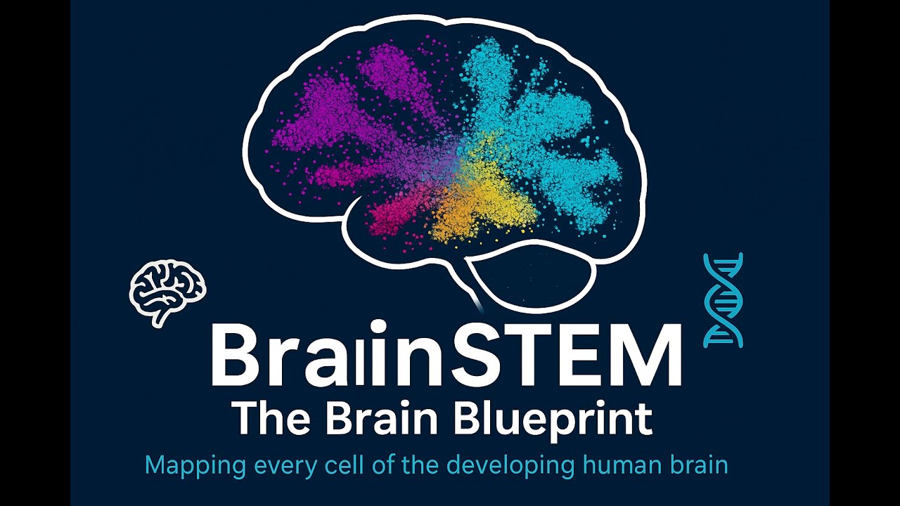 BrainSTEM: The Blueprint of the Human Brain - YouTube