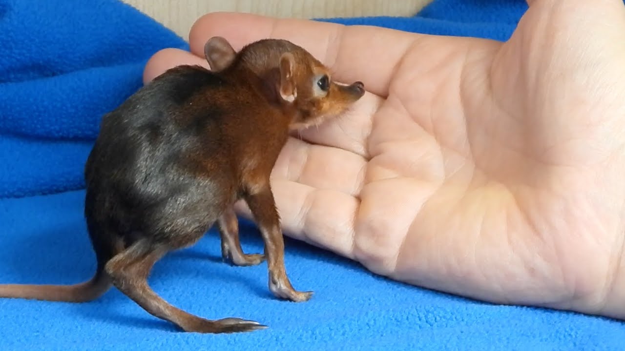 ZooBorns' Top 10 Newest, Cutest Baby Animals (Vol. 6) - YouTube
