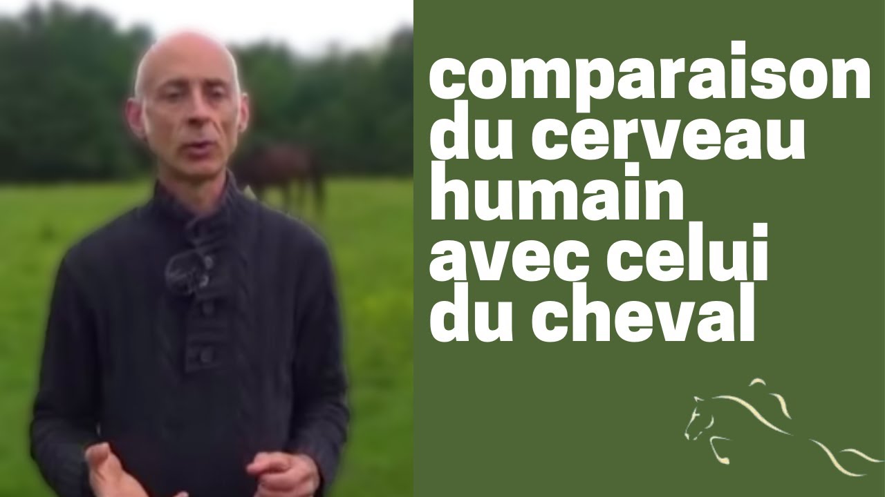 Le cerveau du cheval est il différent du notre ? - YouTube