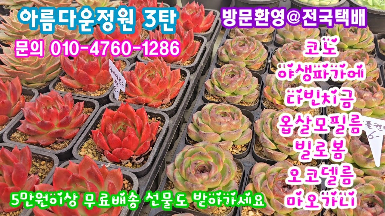 아름다운정원작고귀여운창다육국민이군생 세일된가격 5만원이상 선물증정 ♡퍼플캔디♡솜니엄♡화이트마리아♡독일샴페인♡슐란