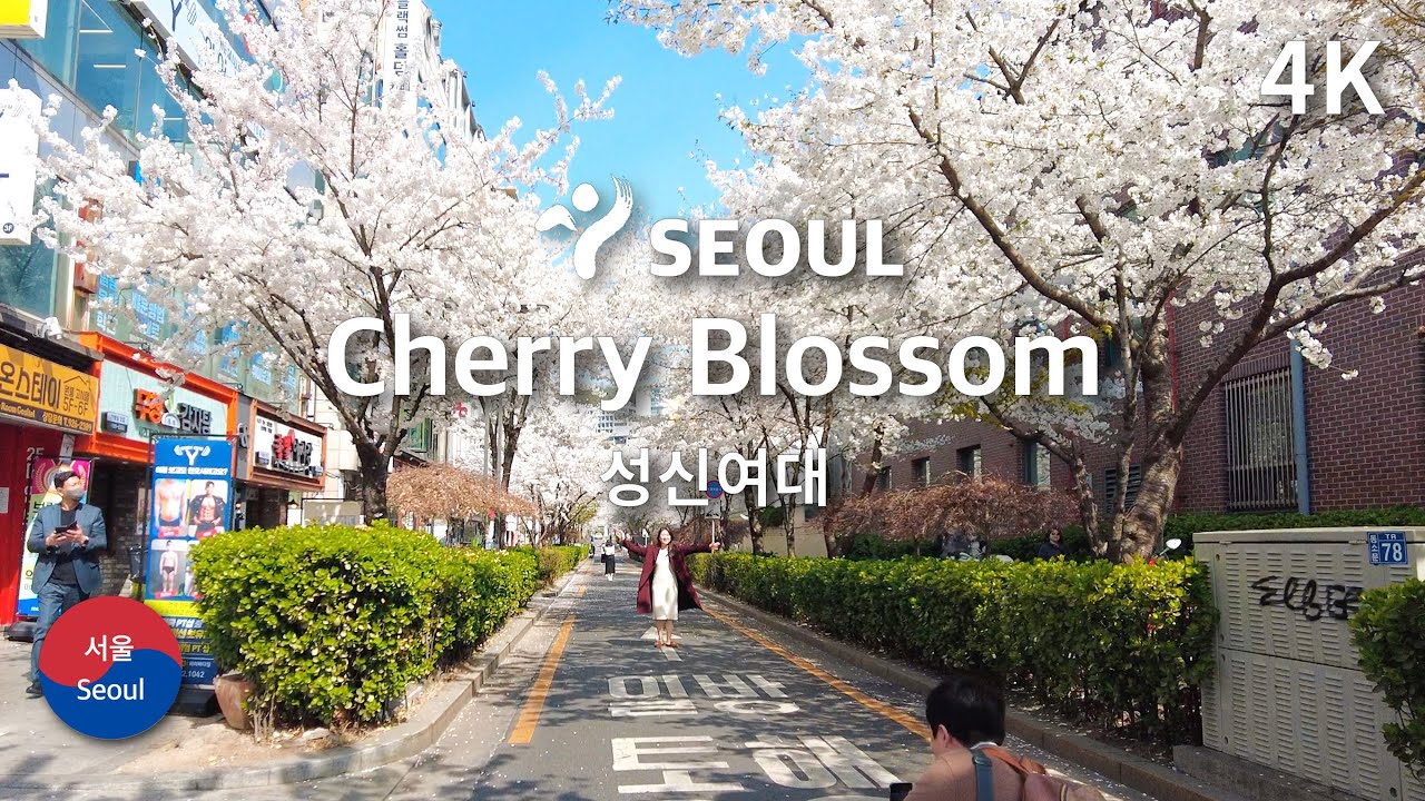 🌸 Sungshin Women’s University Street - 2023 Seoul Cherry Blossom Walk l ...