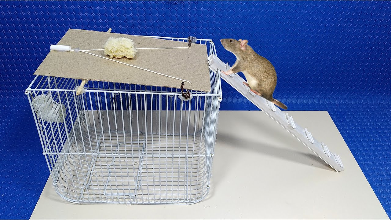 Catch Hundreds Of Rats With This Method | How To Make Mouse/Rat Trap At ...