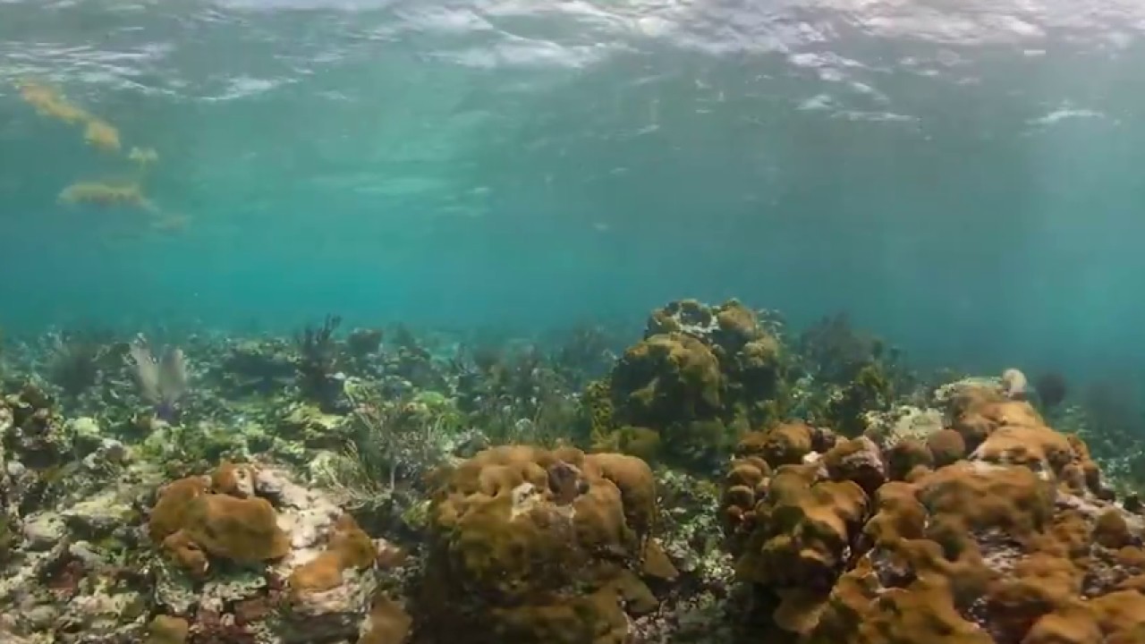 Underwater GoPro Fusion 5K 360 Video of a coral reef - 360bubble - YouTube