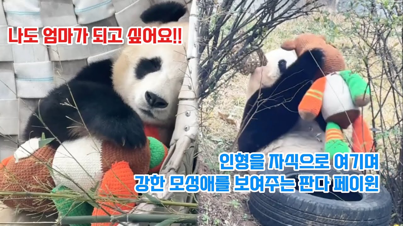 인형을 자식으로 여기며 엄마가 되고 싶어하는 판다 페이윈🐼😭 Youtube