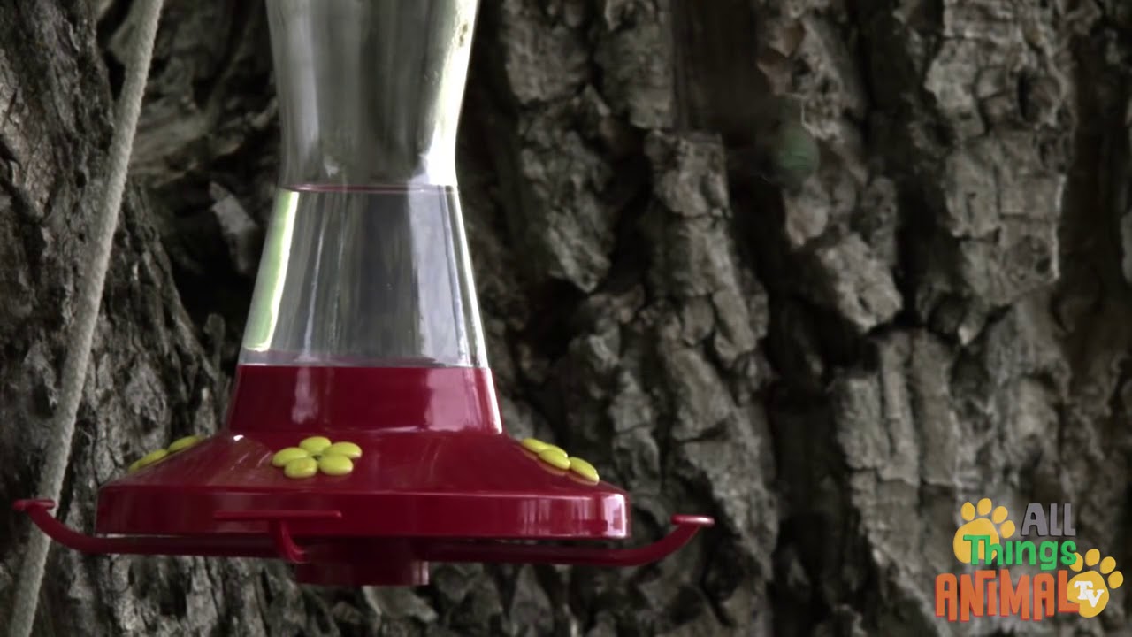 HUMMINGBIRDS Animals for children Kids videos Kindergarten Preschool ...