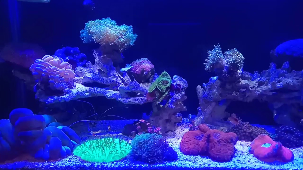 Aquarium Laut Natural II 2020 - YouTube