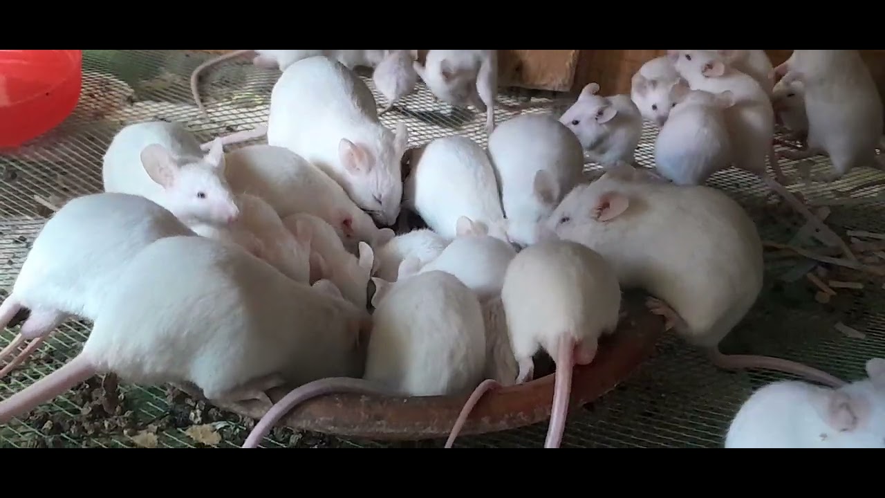 white mice for research - YouTube
