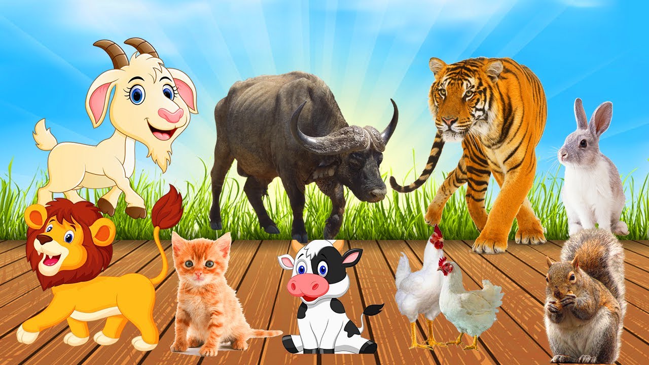 Cute little animals - buffalo rhino, squirrel, goat, chicken, tiger ...