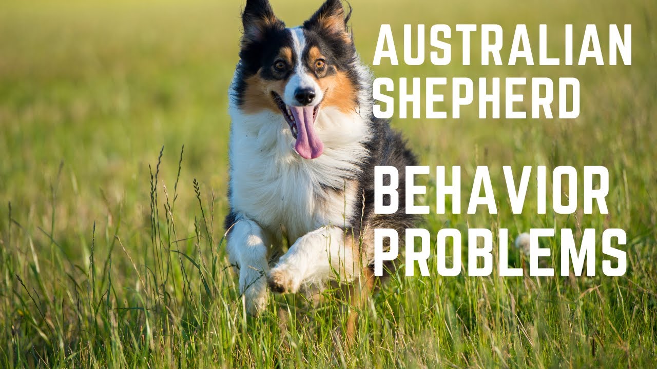 Australian Shepherd Behavior Problems - YouTube