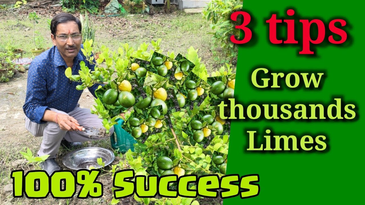 Just follow 3 tips. This will help to bring thousands of limes in your ...