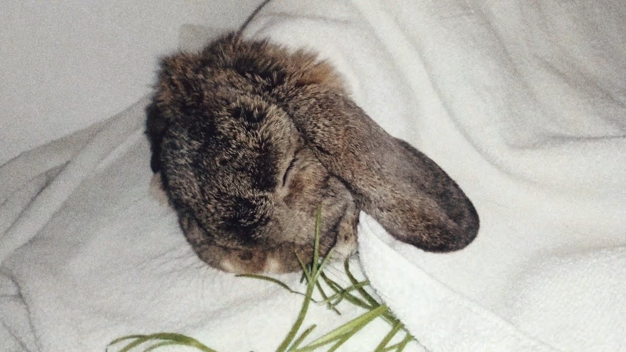 Bunny gets a massage at the Spa! - YouTube