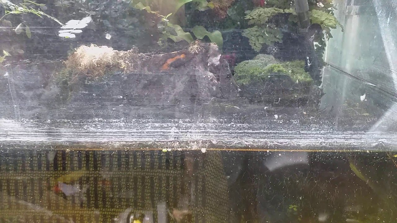 Newt tank spring clean. - YouTube