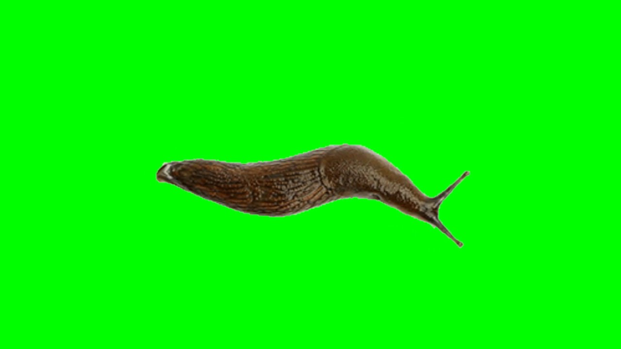 Land Slug Green Screen Video - YouTube