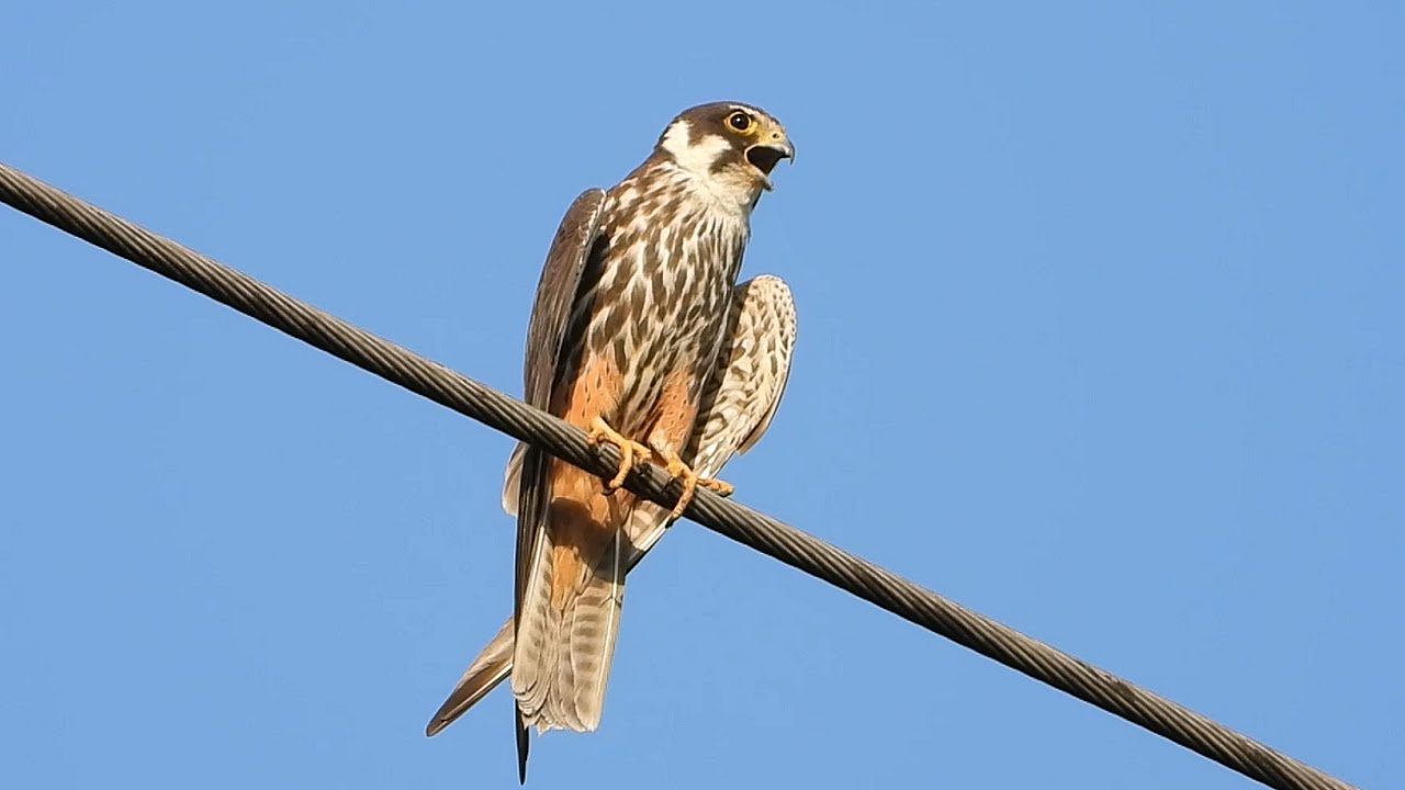 Ptice Hrvatske - Sokol lastavičar (Falco subbuteo) (Birds of Croatia ...