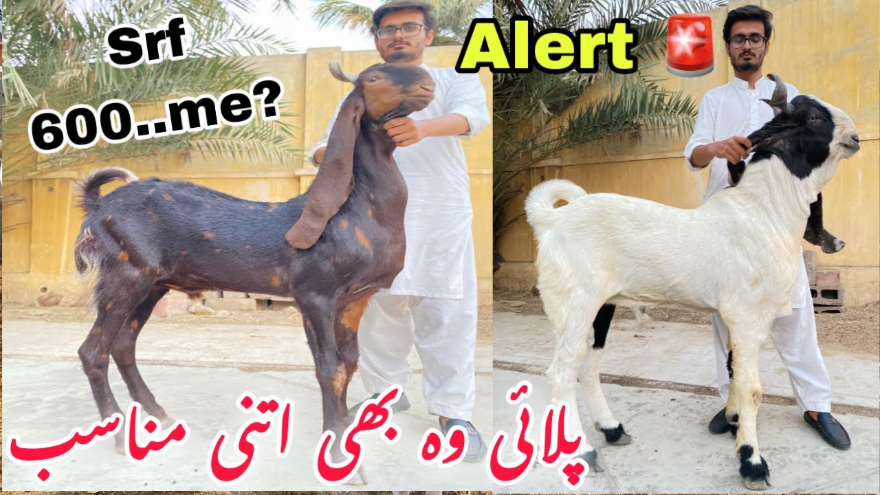Dhamaka offer🚨for palai lovers by Durkhan Goat Farm for 2023| Goat farm ...