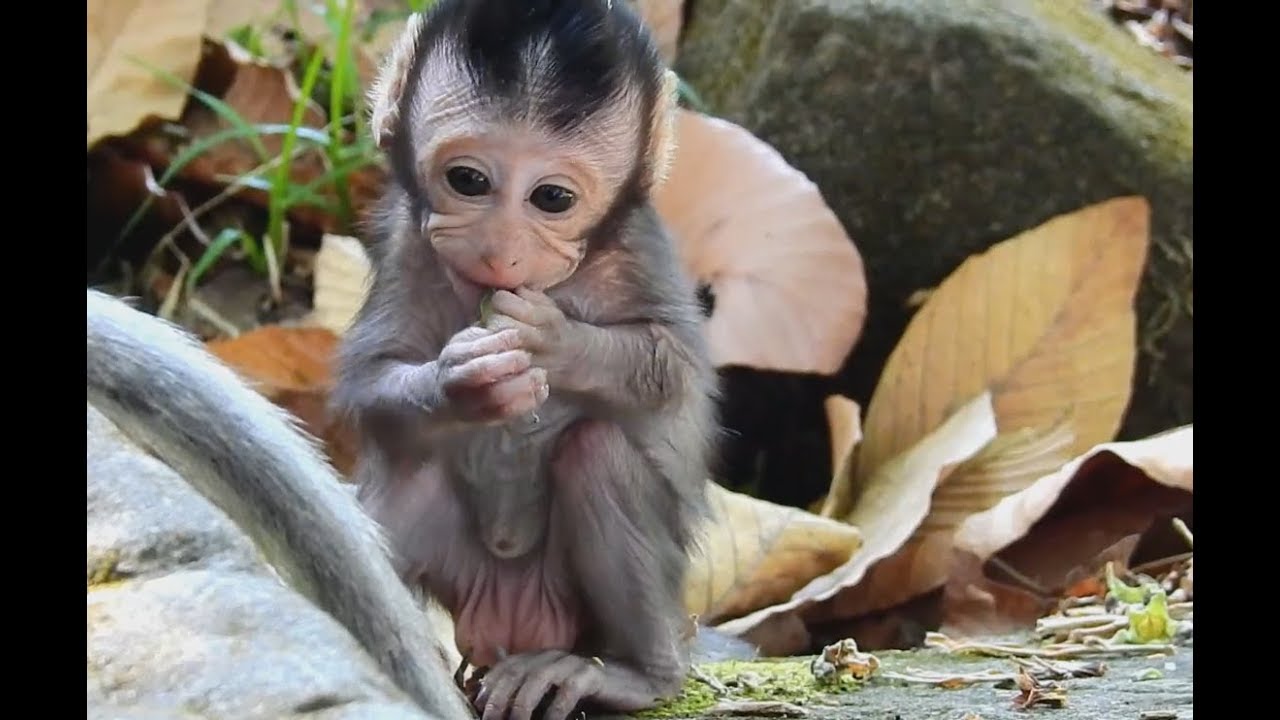 The Best First time Baby monkey Find and eat Food her self. - YouTube