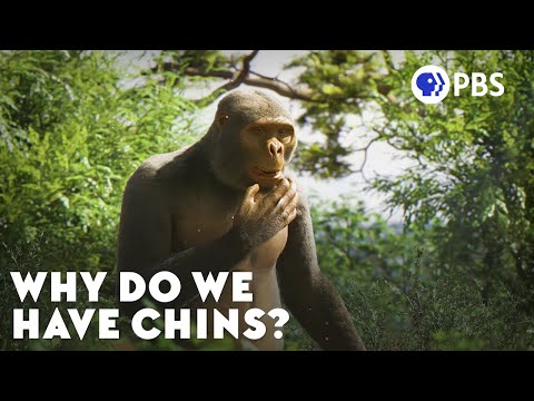 We're The Only Ones With Chins - And We Don't Know Why