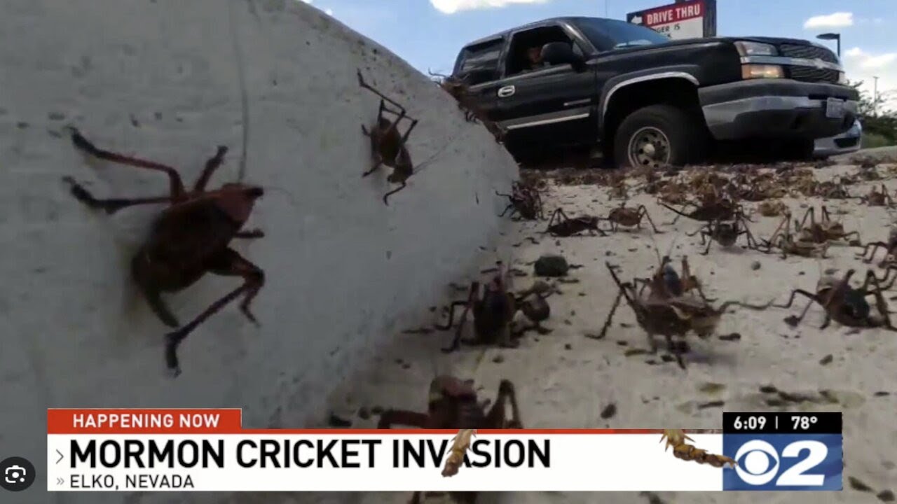 Mormon crickets plague parts of Nevada and Idaho (Smite Egypt with ...