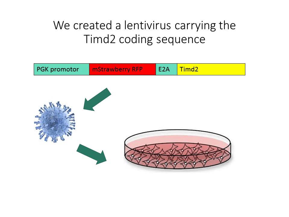 Kevin Brindle: Timd2 as a reporter gene for MRI. - YouTube