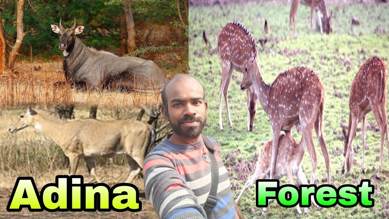 Adina Forest Adina Park Adina Golghar @vloggingwaitrontu - YouTube