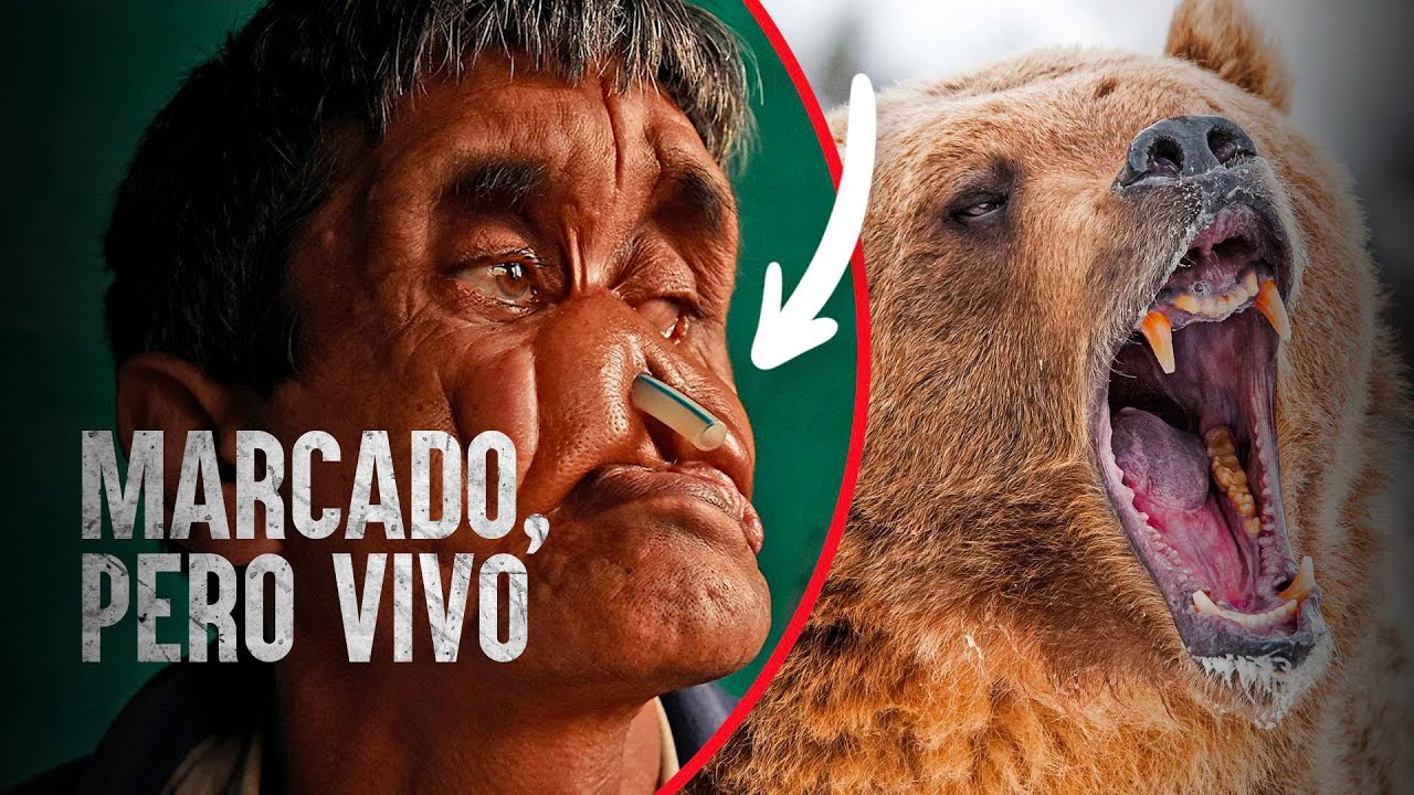 Cómo Sobrevivir el encuentro con un oso pardo - YouTube