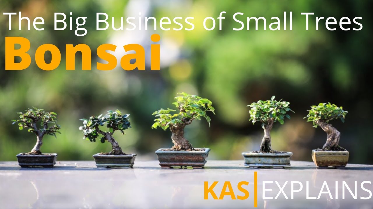 Bonsai - The Big Business of Small Trees | Short Explainer - YouTube