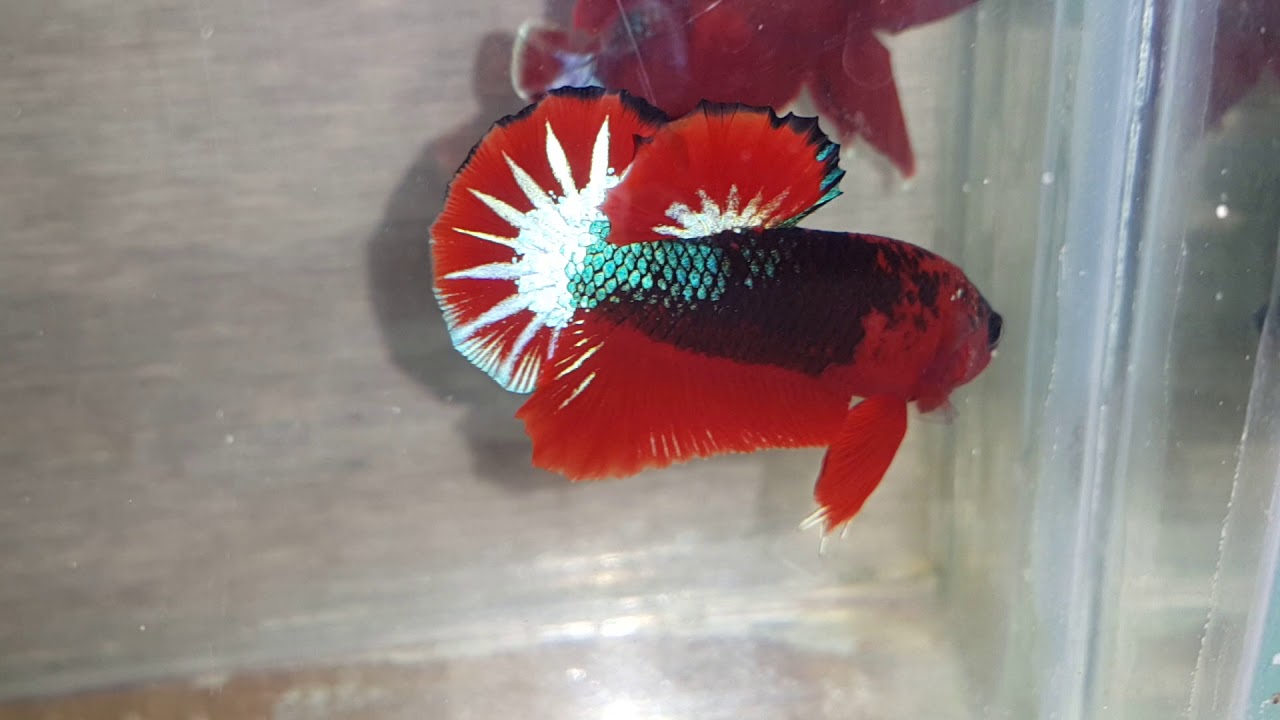 RED BASE FANCY BETTA FISH - YouTube