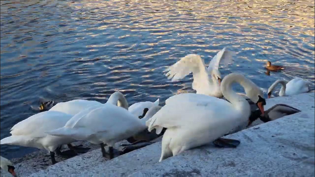 Outsideinside Hungry Birds Youtube