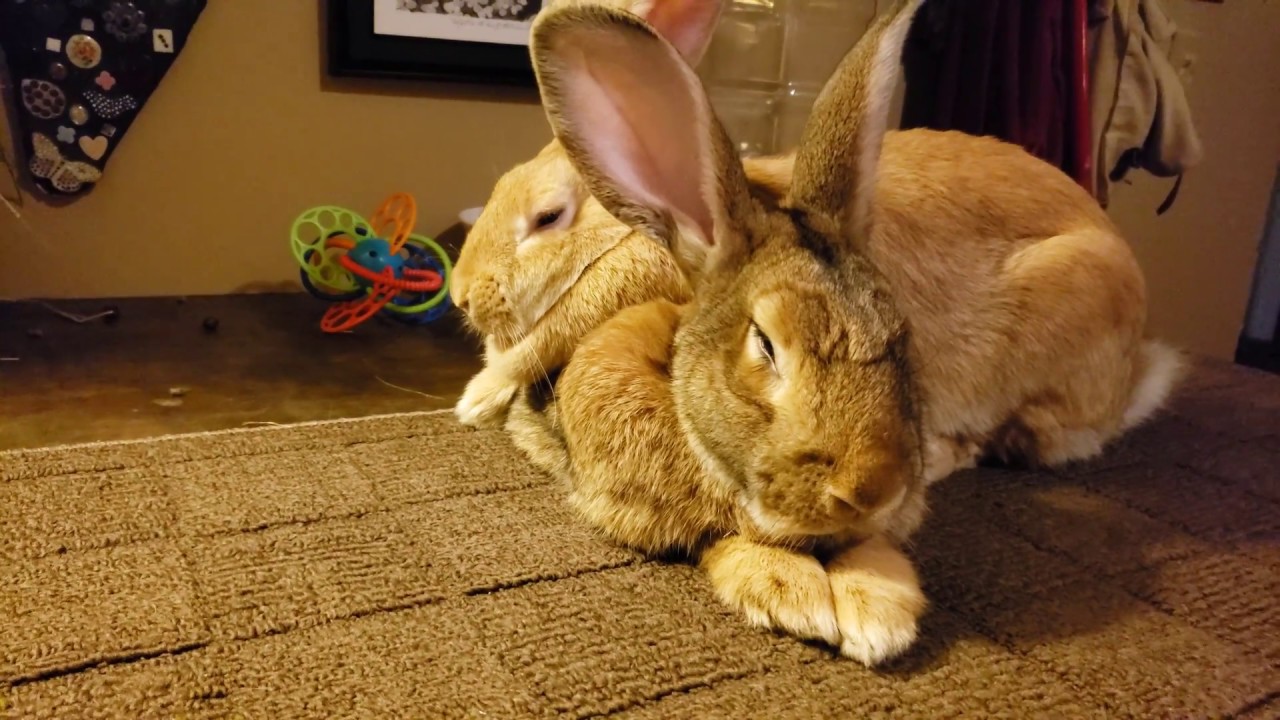 Izzy & Oliver - flemish giant rabbit bafoonery. - YouTube