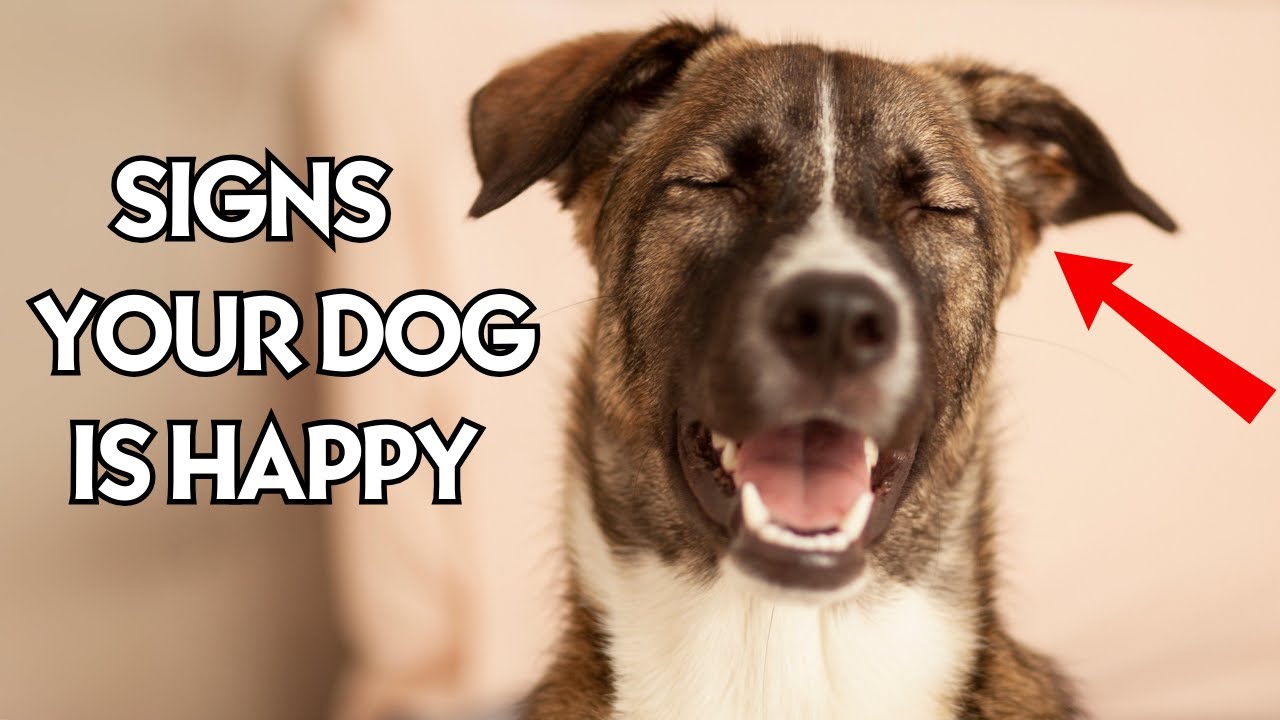 12 Signs Your Dog is Happy and Healthy! - YouTube