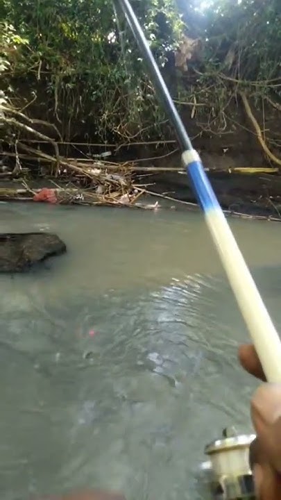 Mancing wader disungai #mancing #mancingmania #ikan #shorts - YouTube
