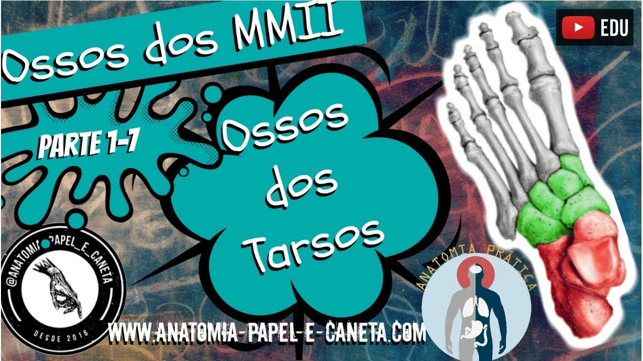 Anatomia do Pé - Ossos do Tarso - Sistema Esquelético [Anatomia Prática ...