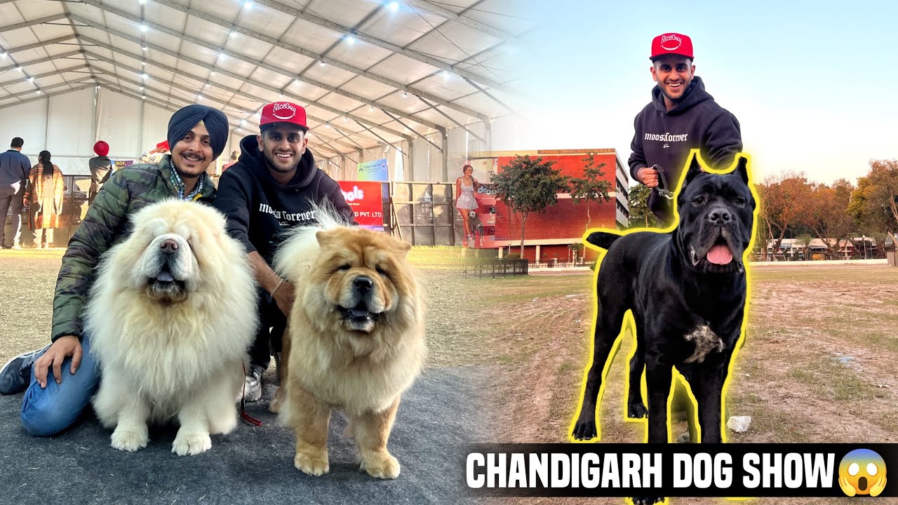 Champion Dogs at Chandigarh Dog show in INDIA😱 - YouTube