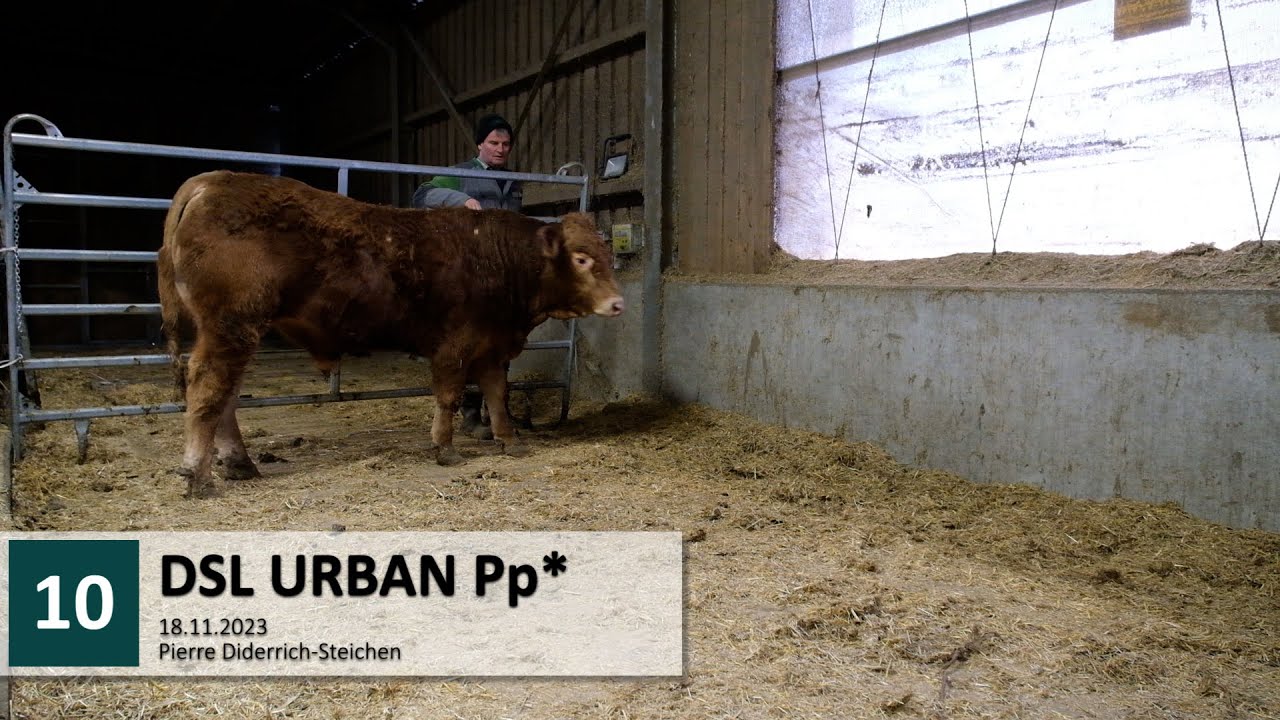 10 DSL URBAN Pp - YouTube