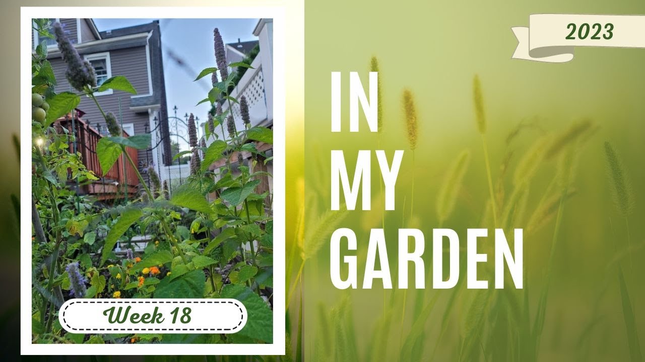 In My Garden || 2023 || Week 18 - YouTube