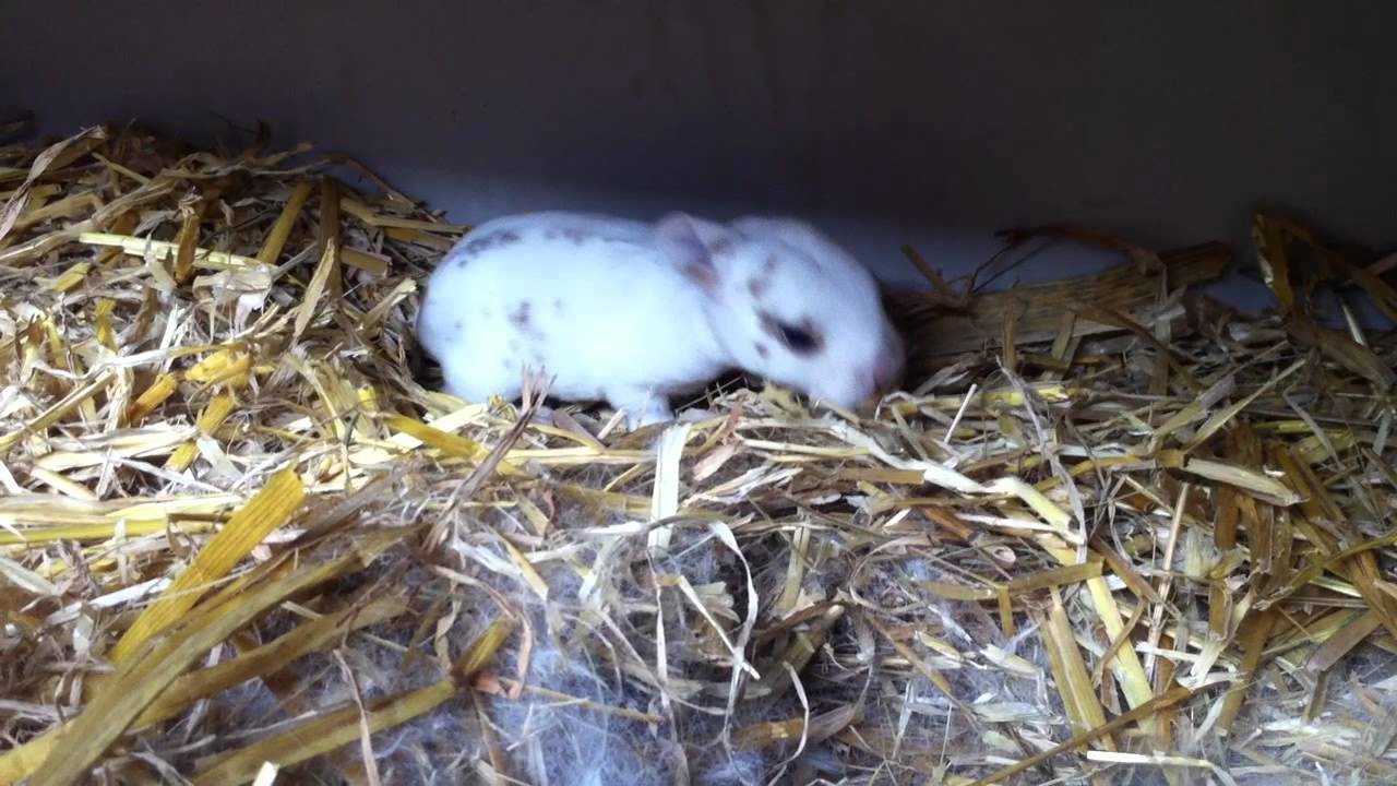 baby rabbits taking 1st steps out the nest - YouTube