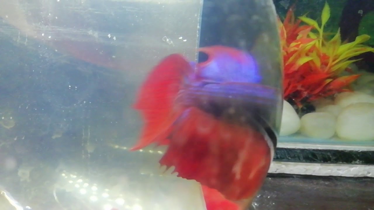 New fighter fish - YouTube