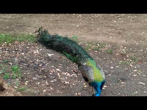 Lovely Peacock ❤️❤️