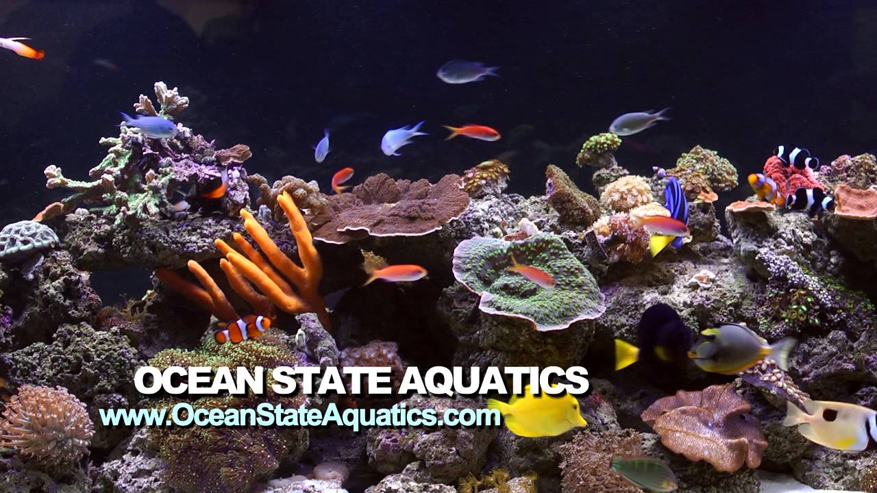 Ocean State Aquatics - YouTube