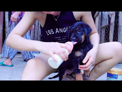Susu Vlog - Give your puppy milk to keep it healthy