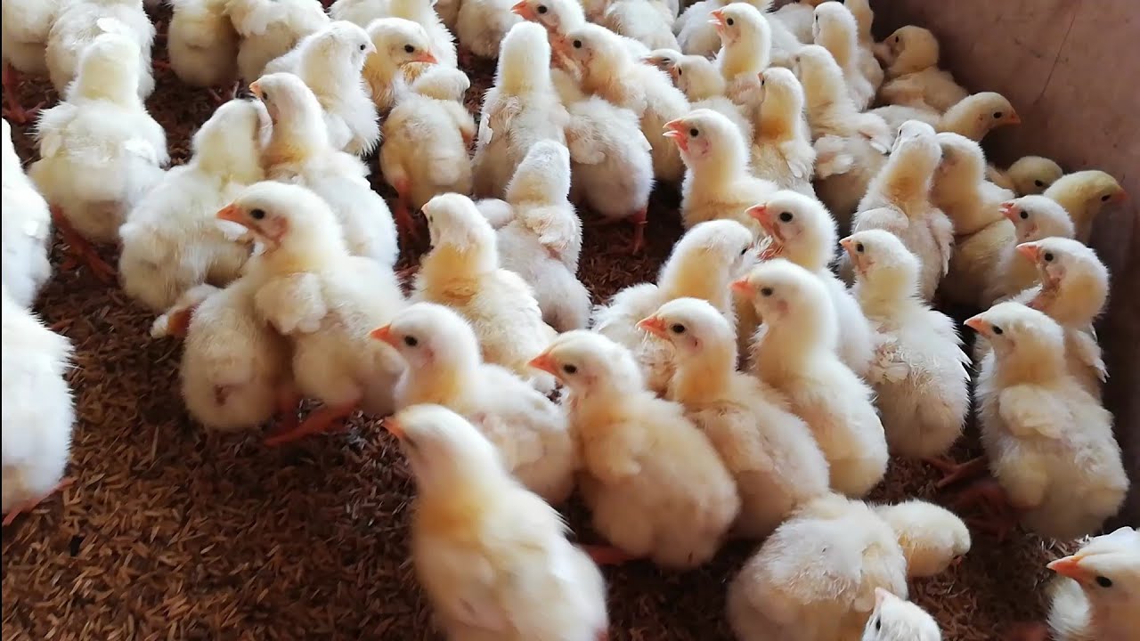 Little chicks for children ||farm chicks for kids || chicks videos for ...