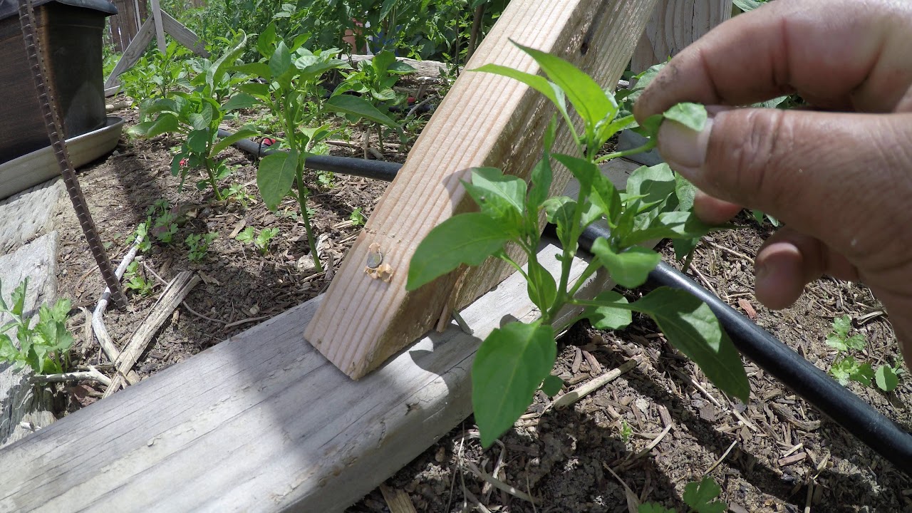 Trimming (topping) pepper plants update - YouTube