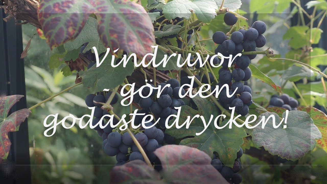 Vindruvor gör godaste drycken - YouTube