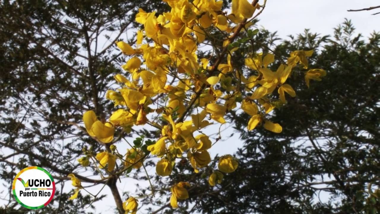 Puerto Rico Meta - YouTube