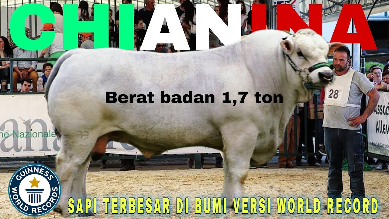 SAPI TERBESAR DI DUNIA LEBIH BESAR DARI SAPI BIMA SAKTI - YouTube